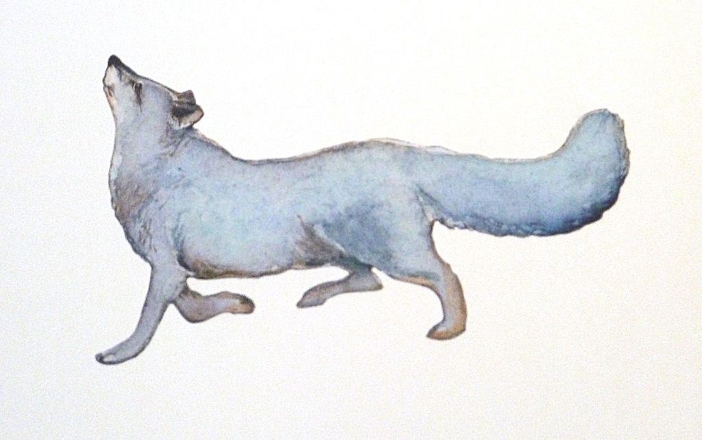 The White Fox by Jackie Morris. Solva Woollen Mill
