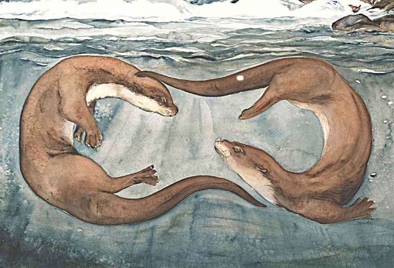 The Lost Words written by Robert MacFarlane and illustrated by Jackie ...