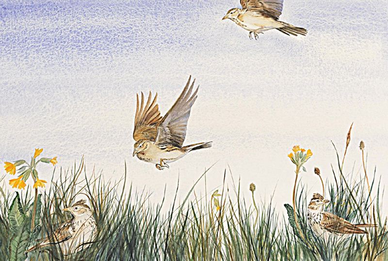 The Lost Words written by Robert MacFarlane and illustrated by Jackie ...