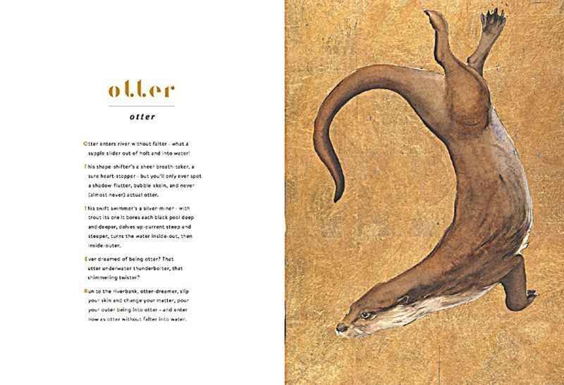 The Lost Words written by Robert MacFarlane and illustrated by Jackie ...
